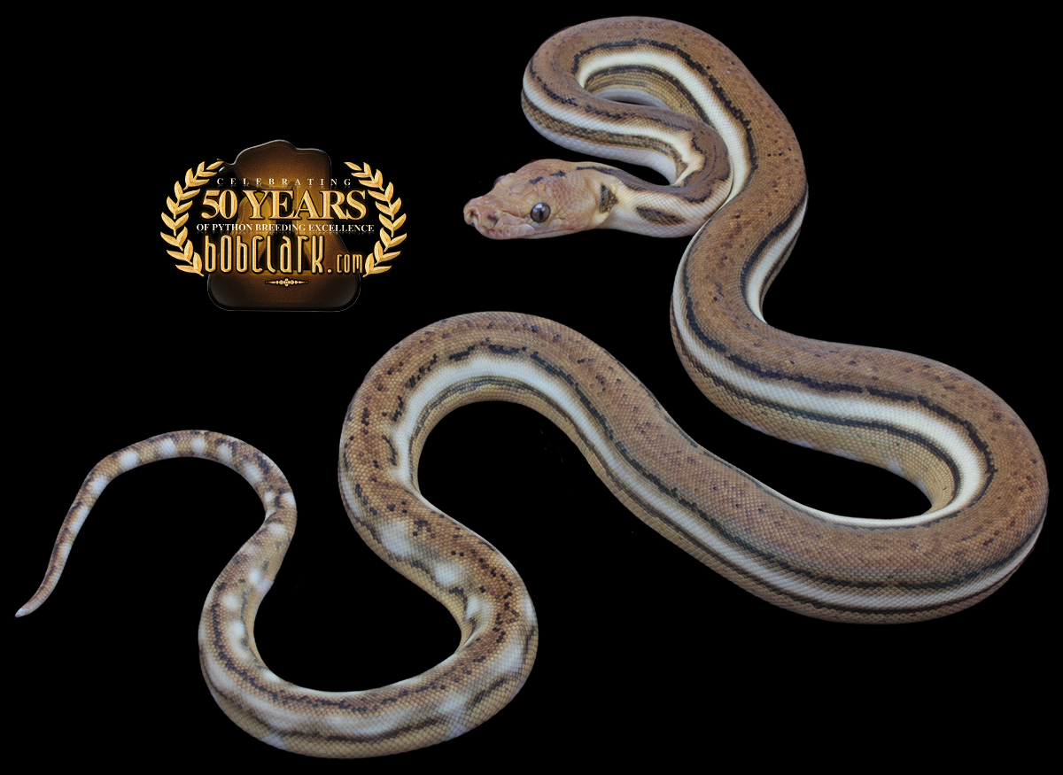 Phantom tiger pos het anthrax and purple albino