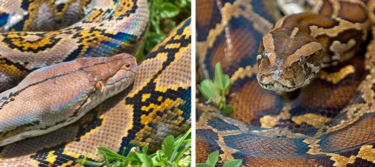 Reticulated Python Versus Burmese Python: Which is Better? | Bob Clark ...