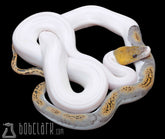 Reticulated Pythons