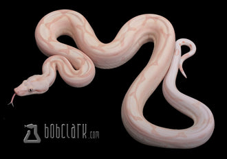 Best Pythons For Sale Online at Bob Clark Reptiles