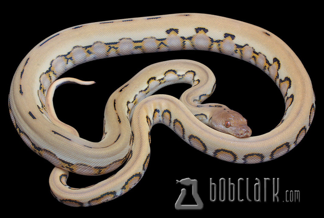 Pythons Available | Bob Clark