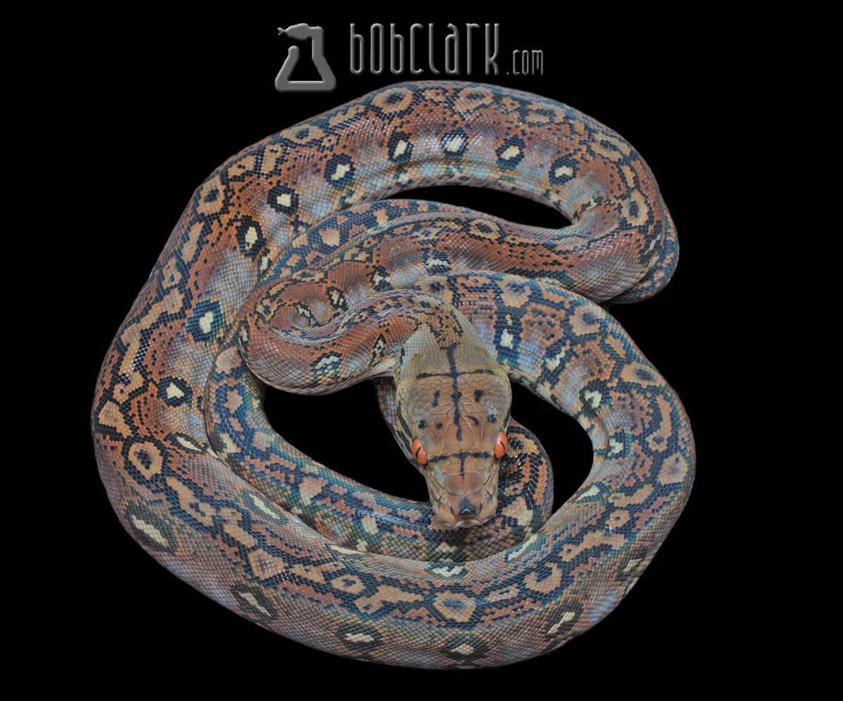 Reticulated Pythons