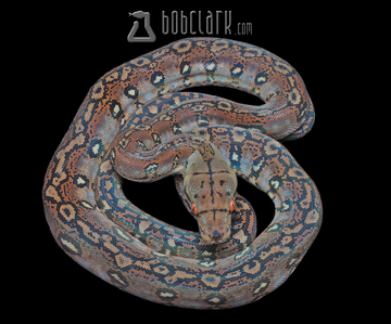 Reticulated Pythons