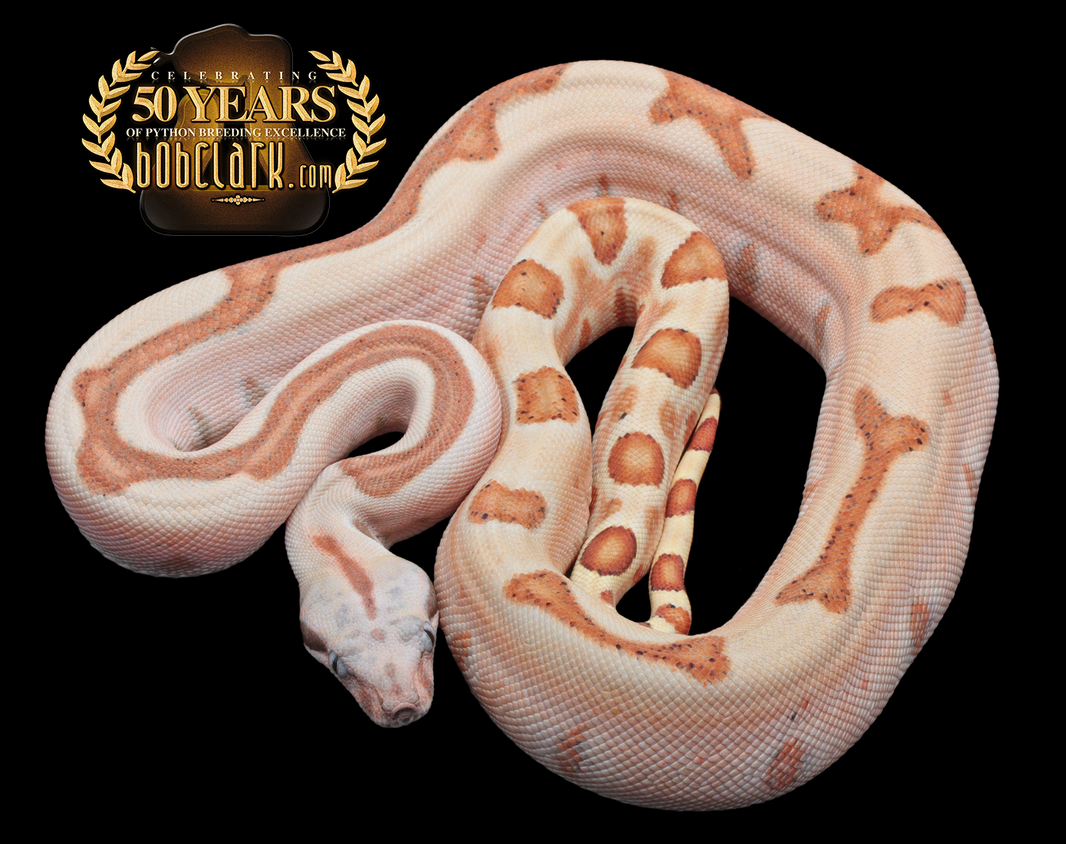 Boa Constrictors