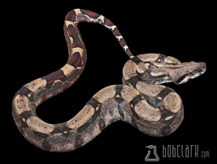Boa Constrictors