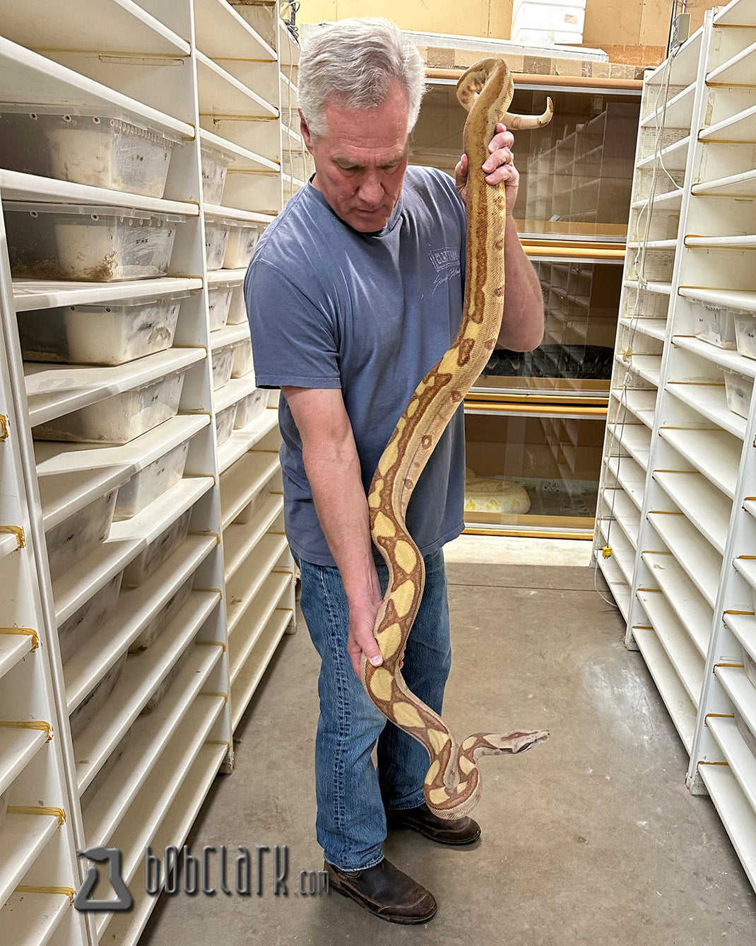 Know About The Bob Clark A Professional Python Breeder