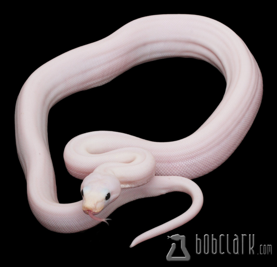 Boa Constrictors