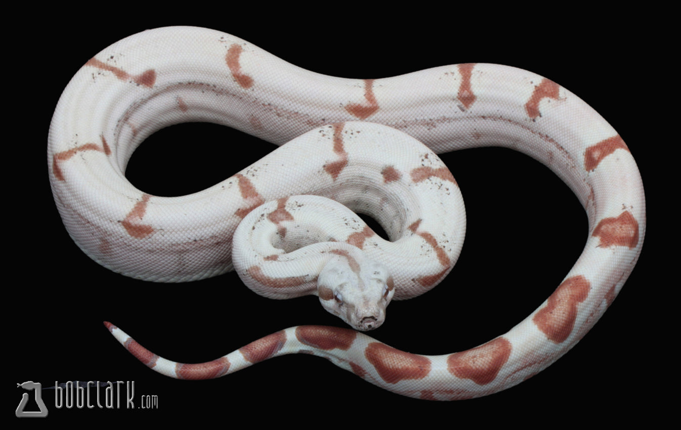 VPI albino sunglow female
