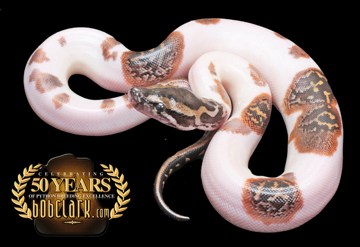 Pythons and Reptiles for Sale | Bob Clark