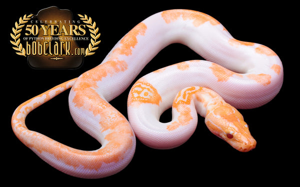 Albino pied poss het granite