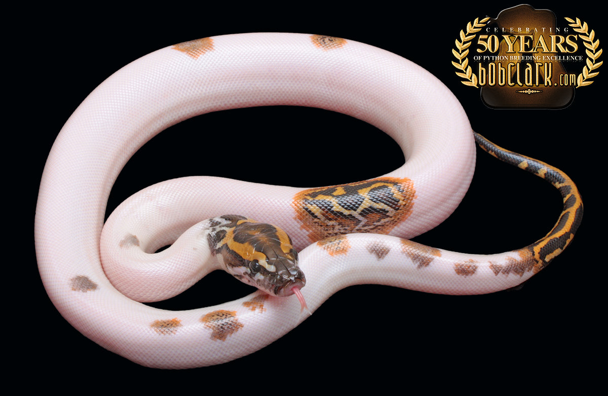 Burmese Pythons