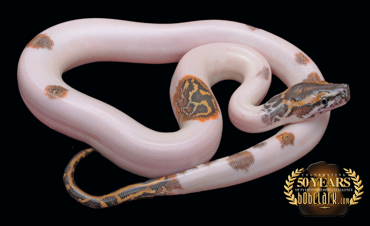 Pythons and Reptiles for Sale | Bob Clark