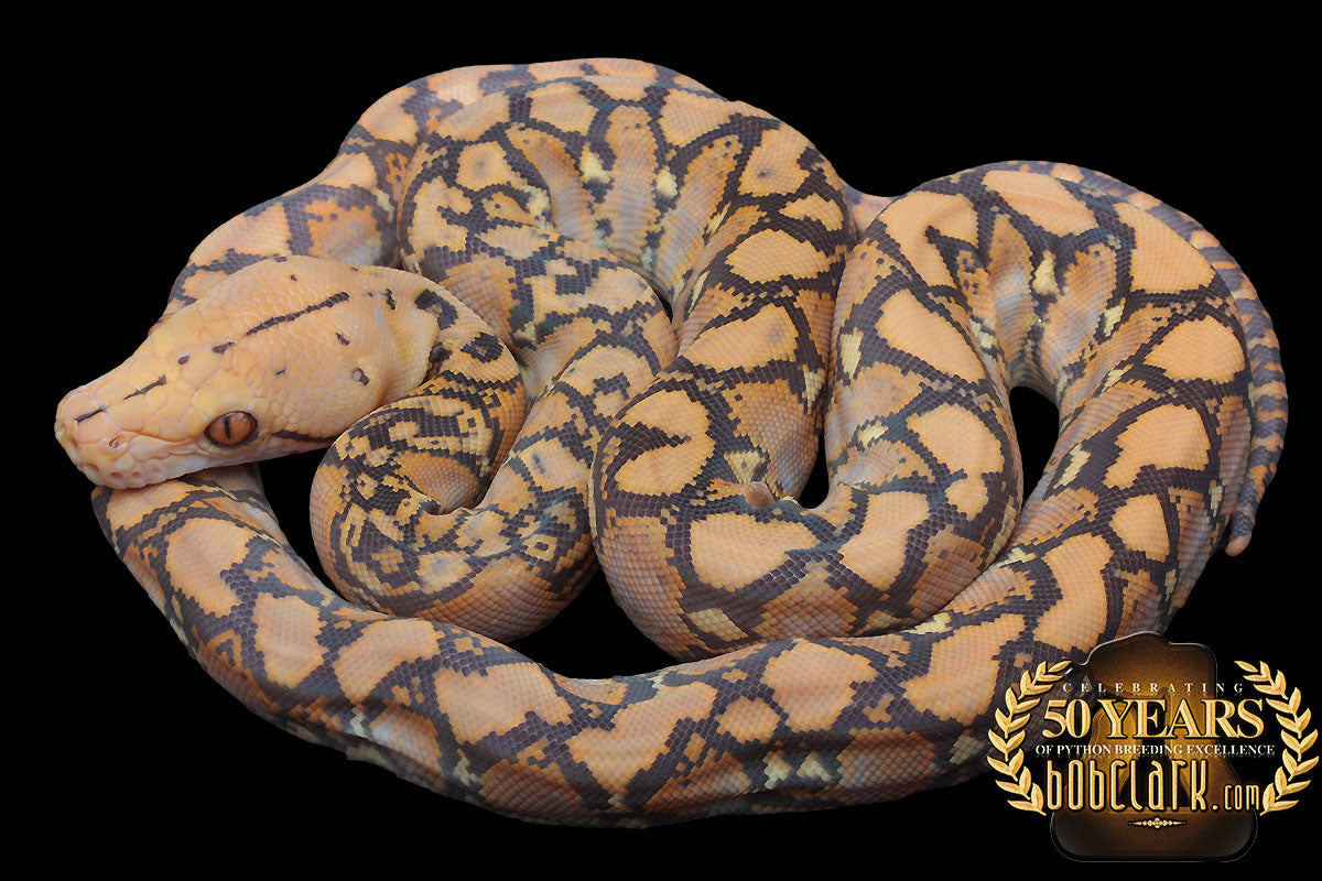 Reticulated Pythons : Mochino
