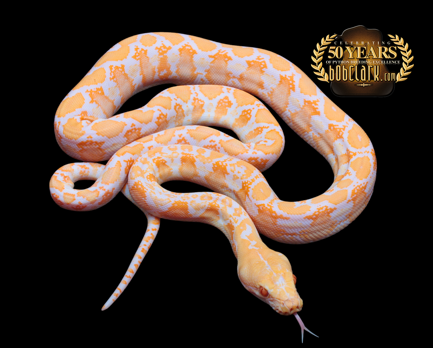 Reticulated Pythons
