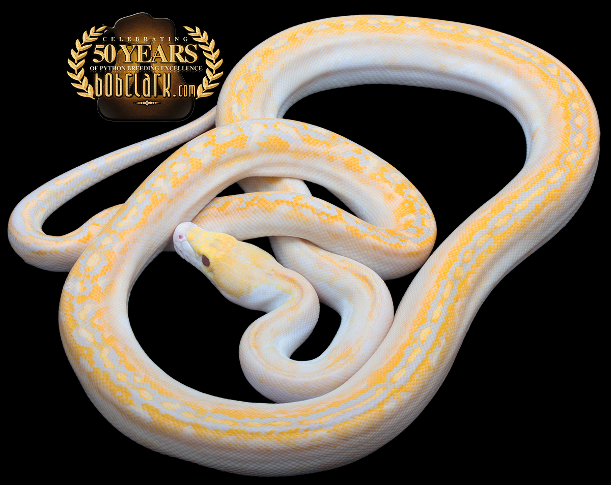 Lavender albino pied