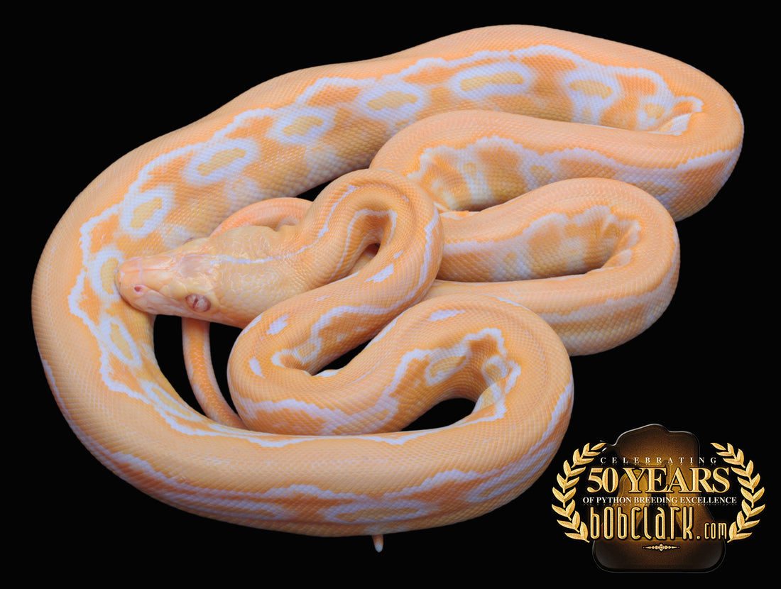 Albino sunfire tiger