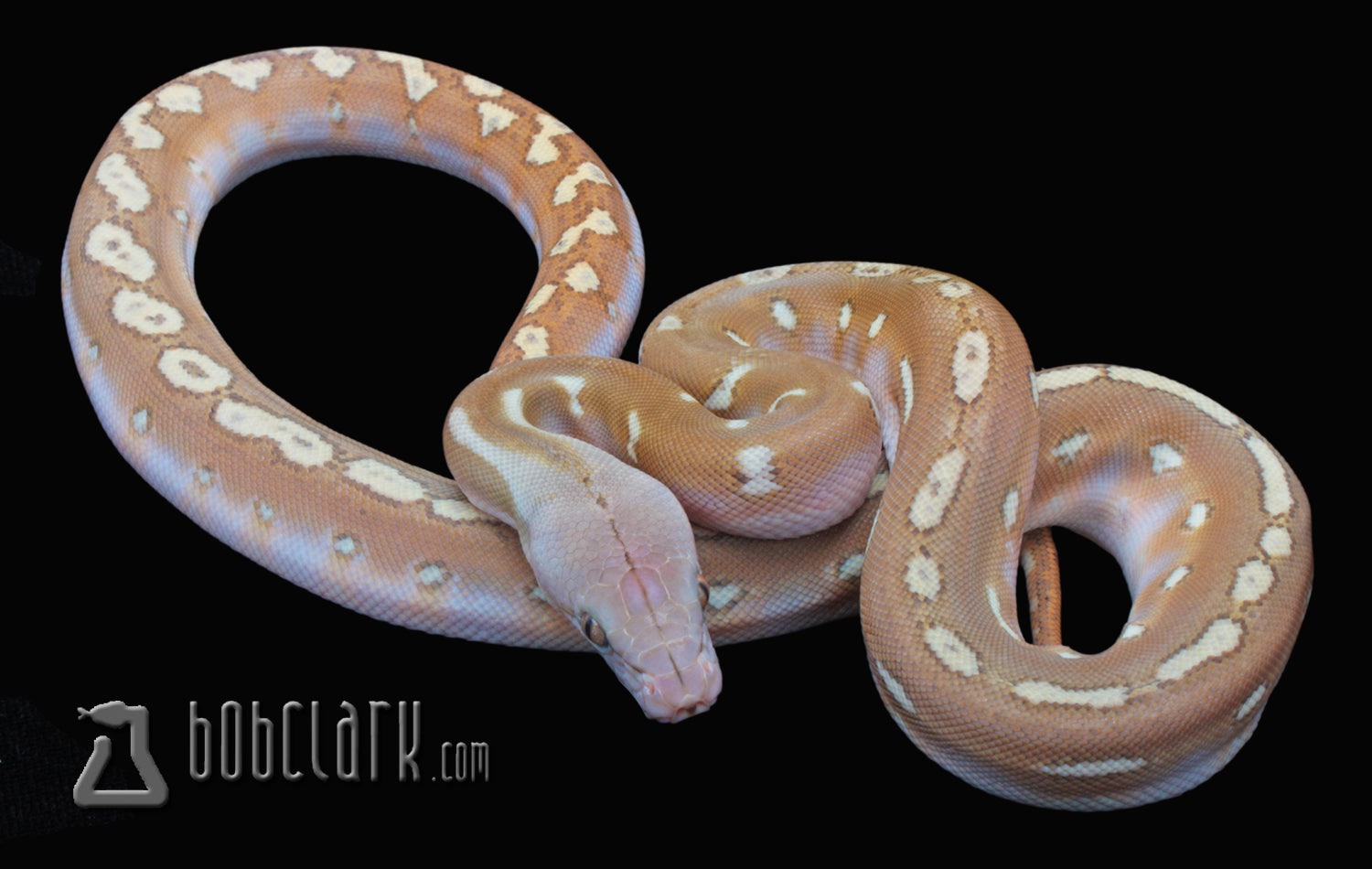 Reticulated Pythons
