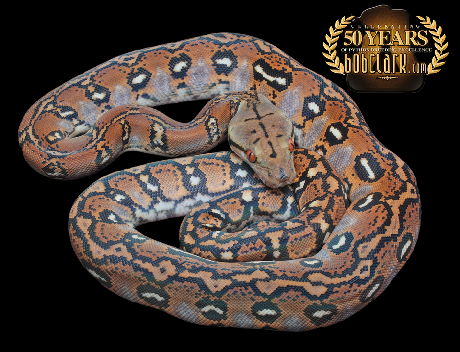 Reticulated Pythons