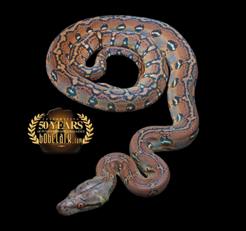 Reticulated Pythons