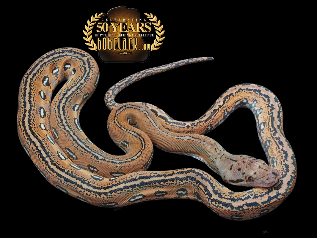 Reticulated Pythons