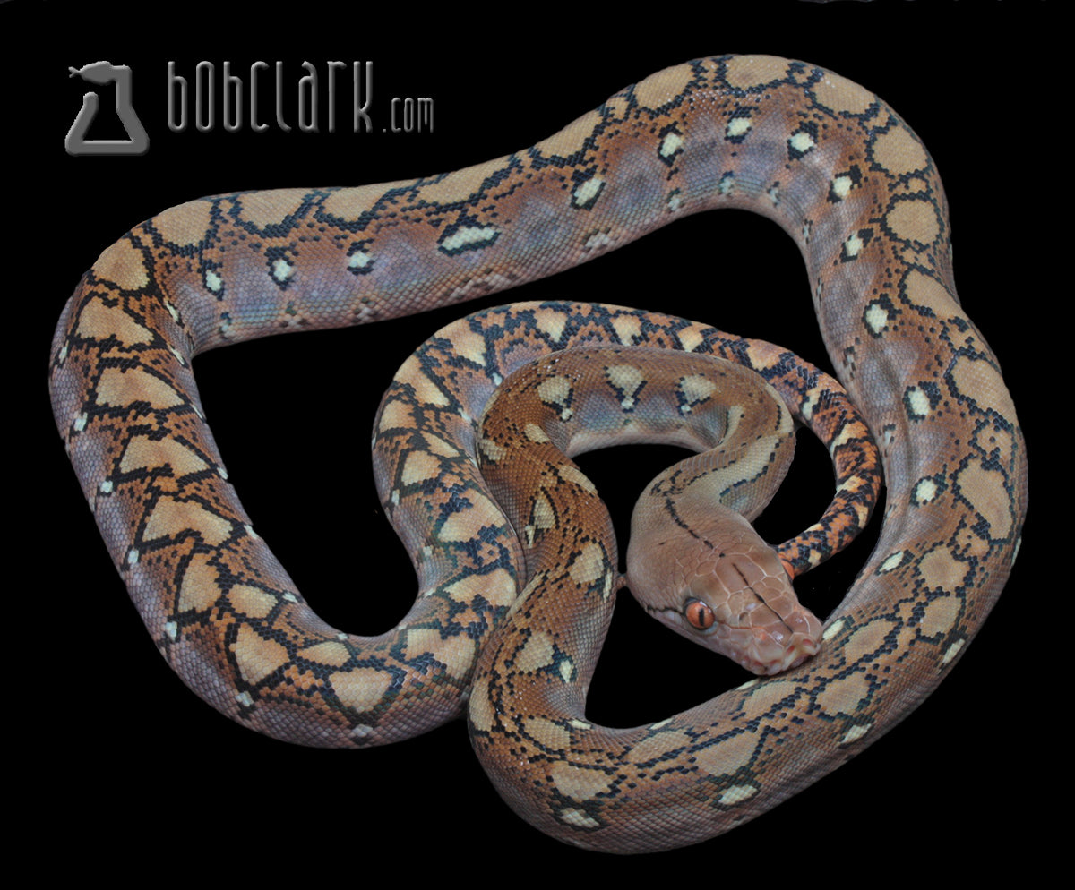 Pythons and Reptiles for Sale | Bob Clark