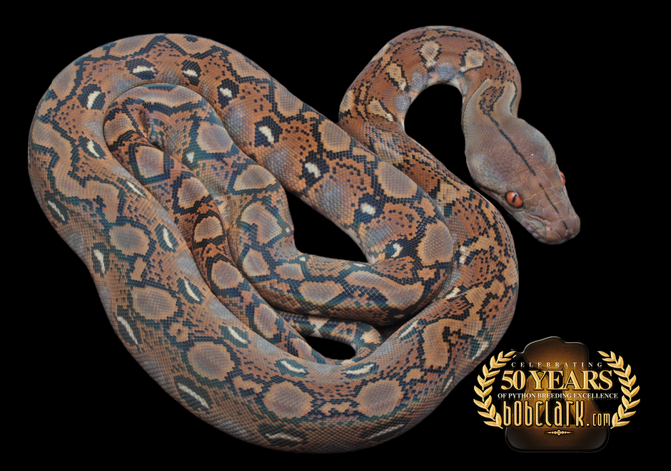 Reticulated Pythons