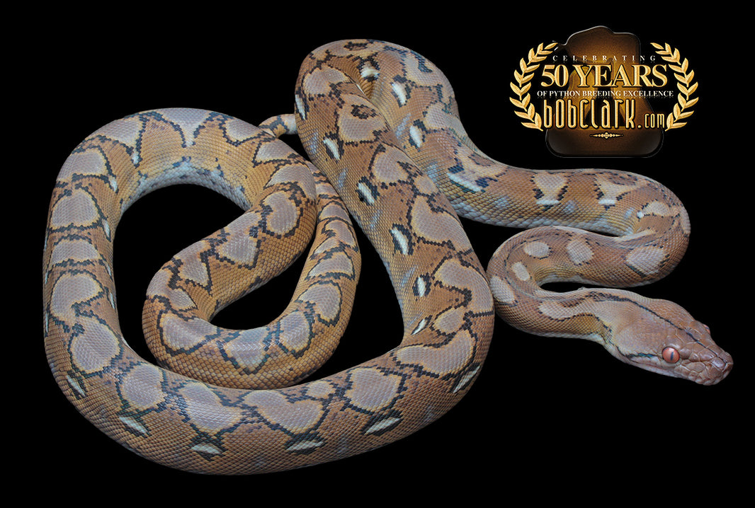 Reticulated Pythons