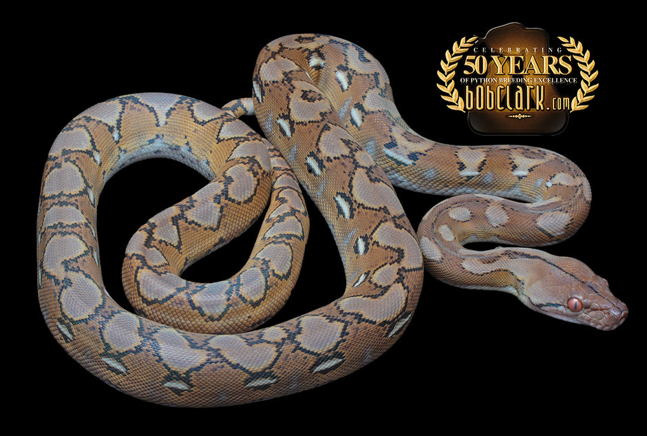 Reticulated Pythons