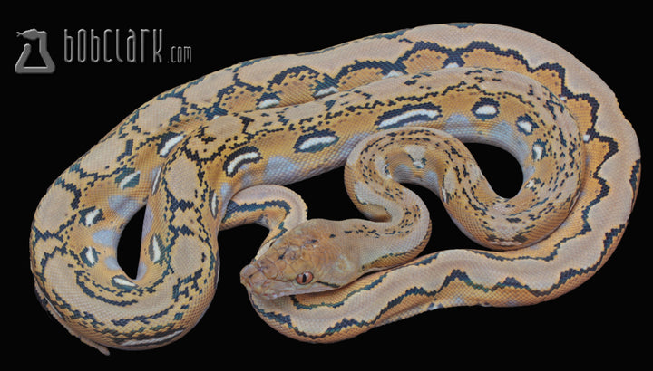 Reticulated Pythons
