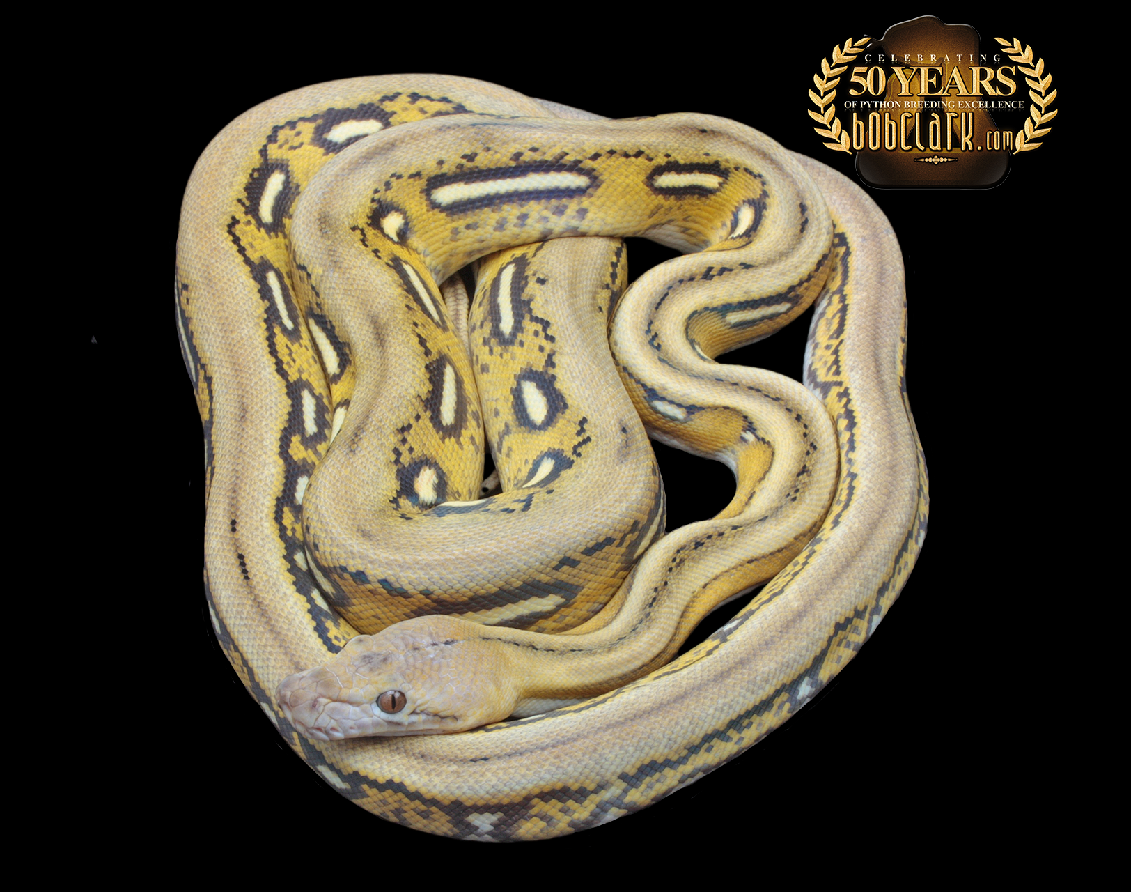Reticulated Pythons