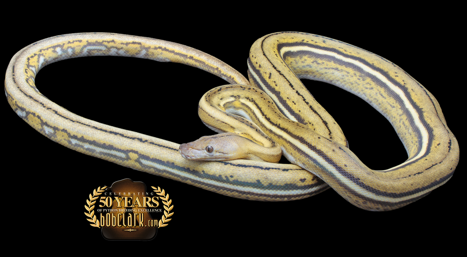 Reticulated Pythons