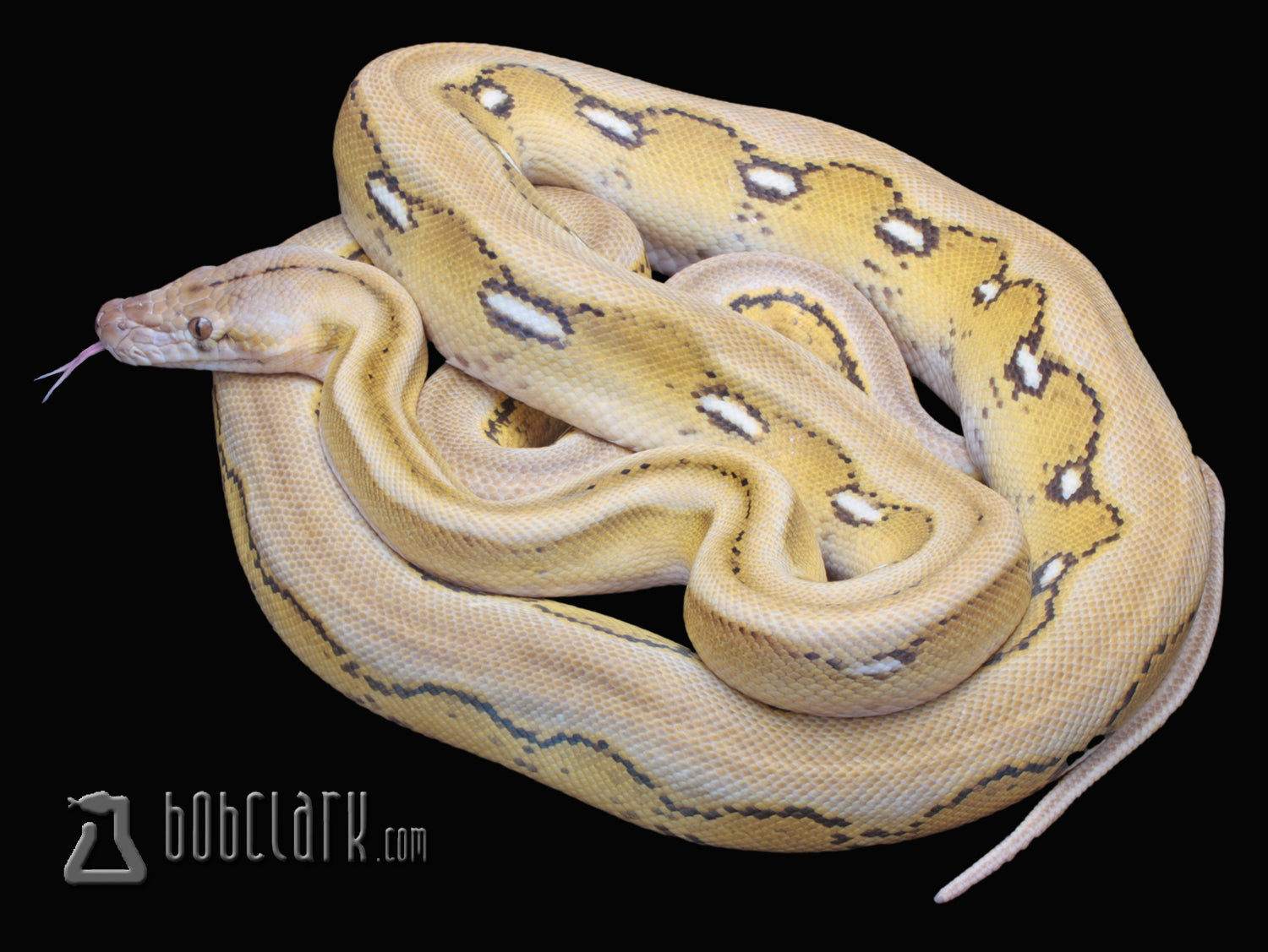 Reticulated Pythons