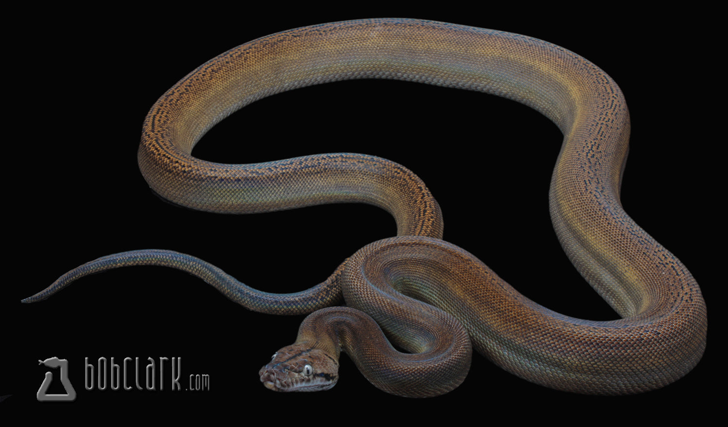 Golden child citron 70" female