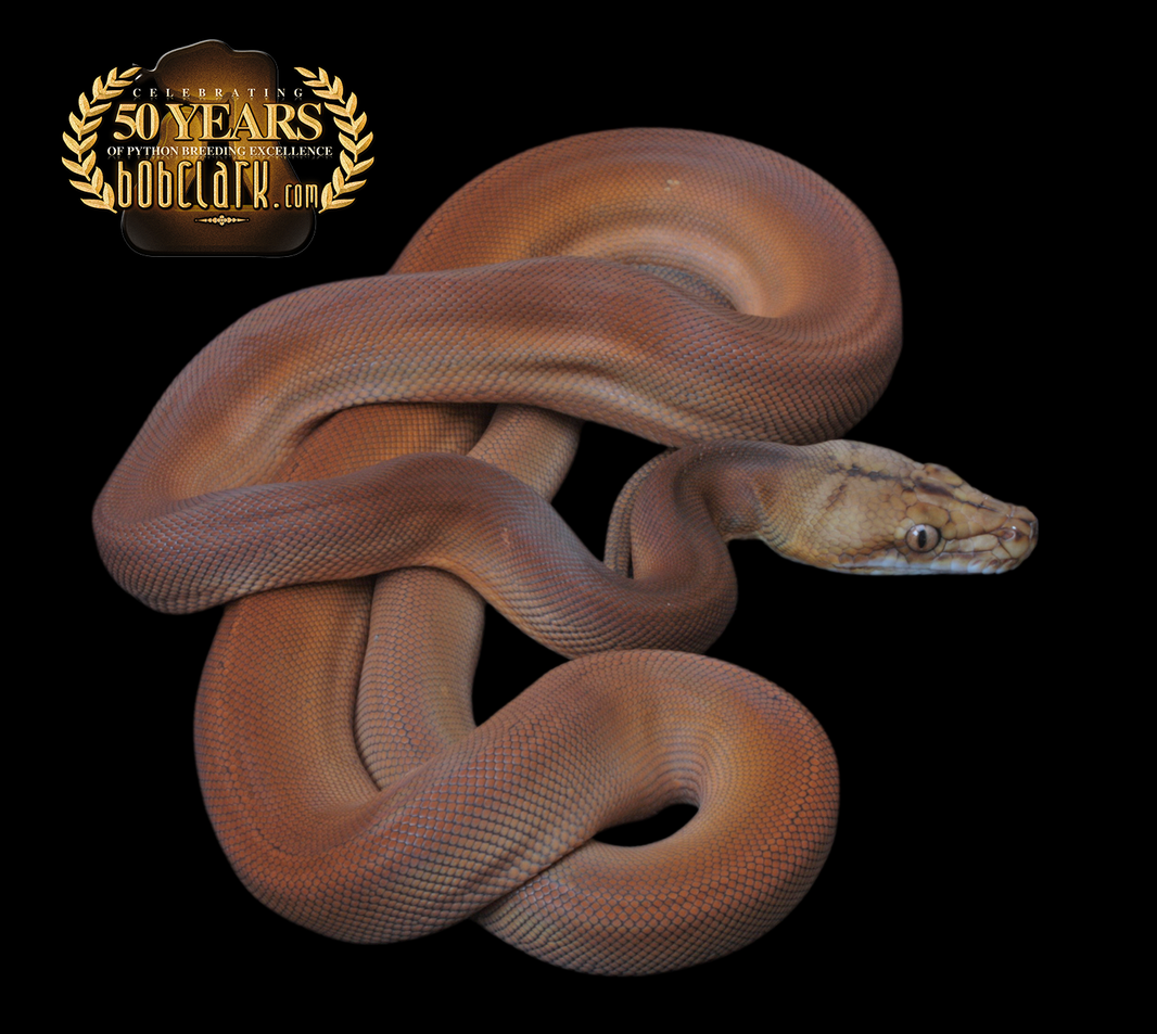 Reticulated Pythons – Page 2