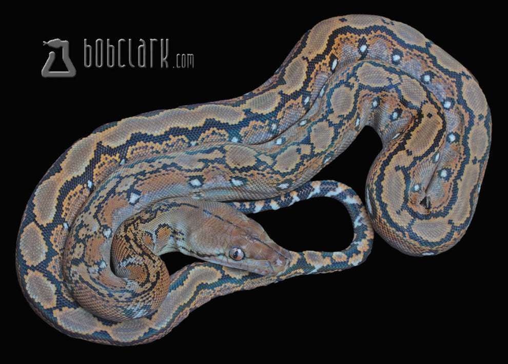 het albino Silver Eyes!