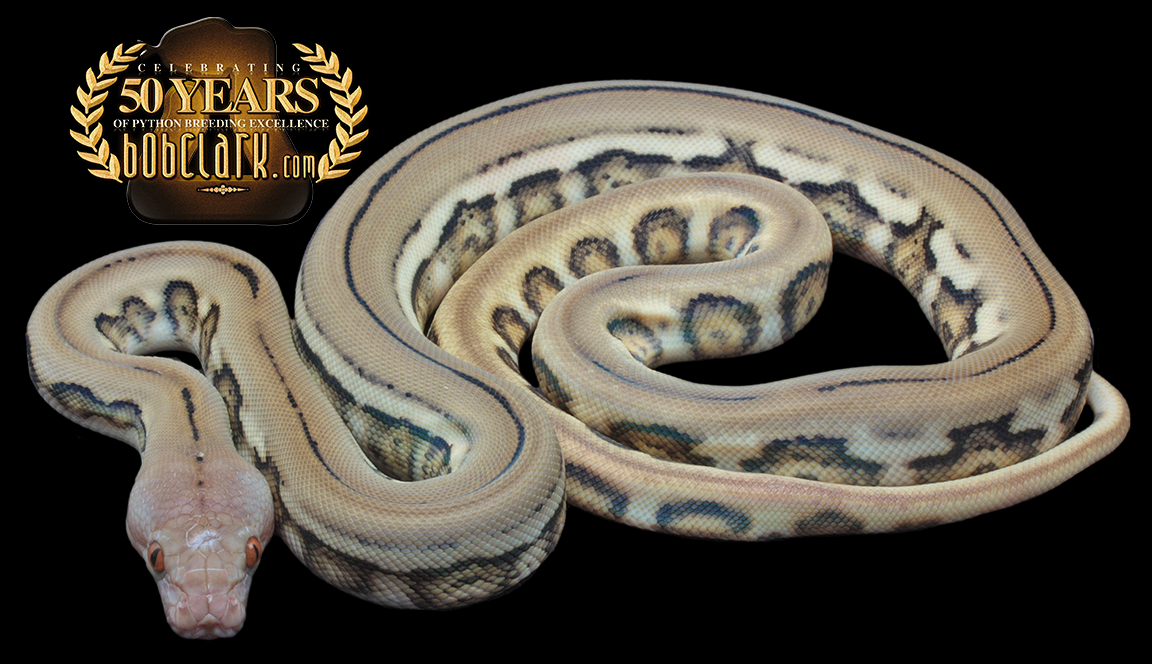 Reticulated Pythons