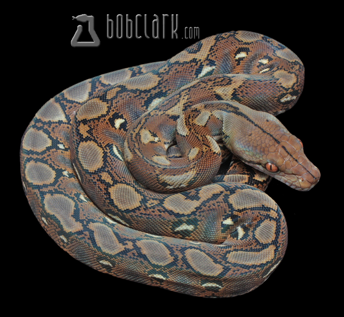Reticulated Pythons