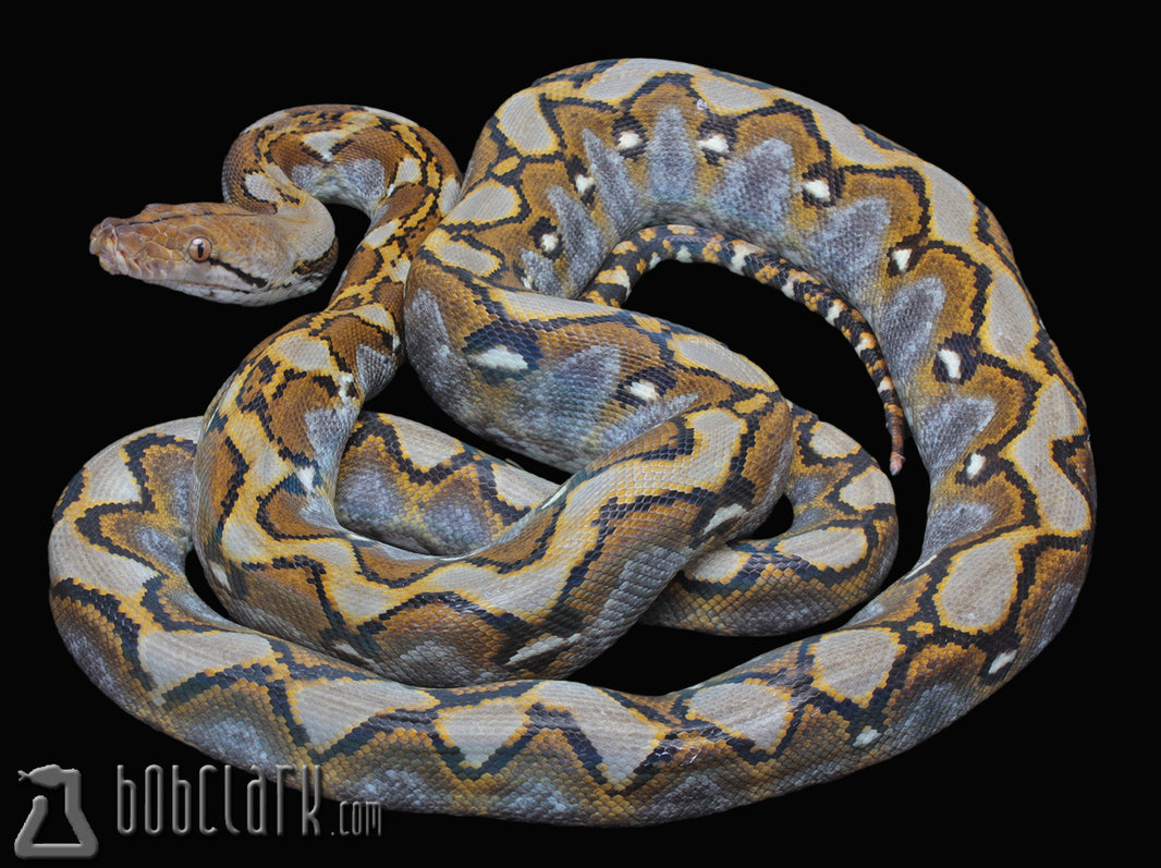 Reticulated Pythons