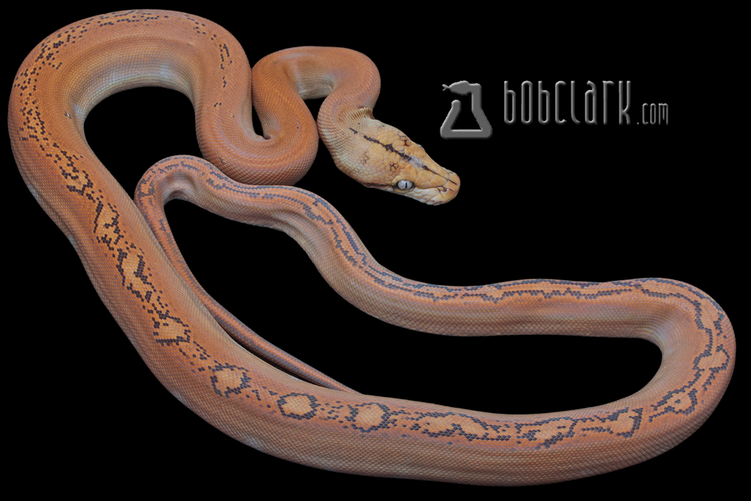 Reticulated Pythons