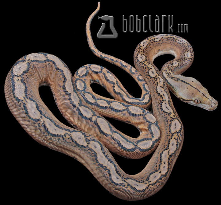 Reticulated Pythons