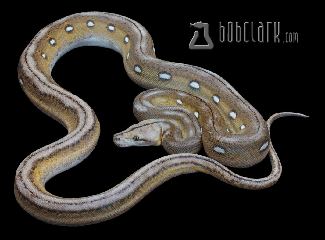 Pythons and Reptiles for Sale | Bob Clark