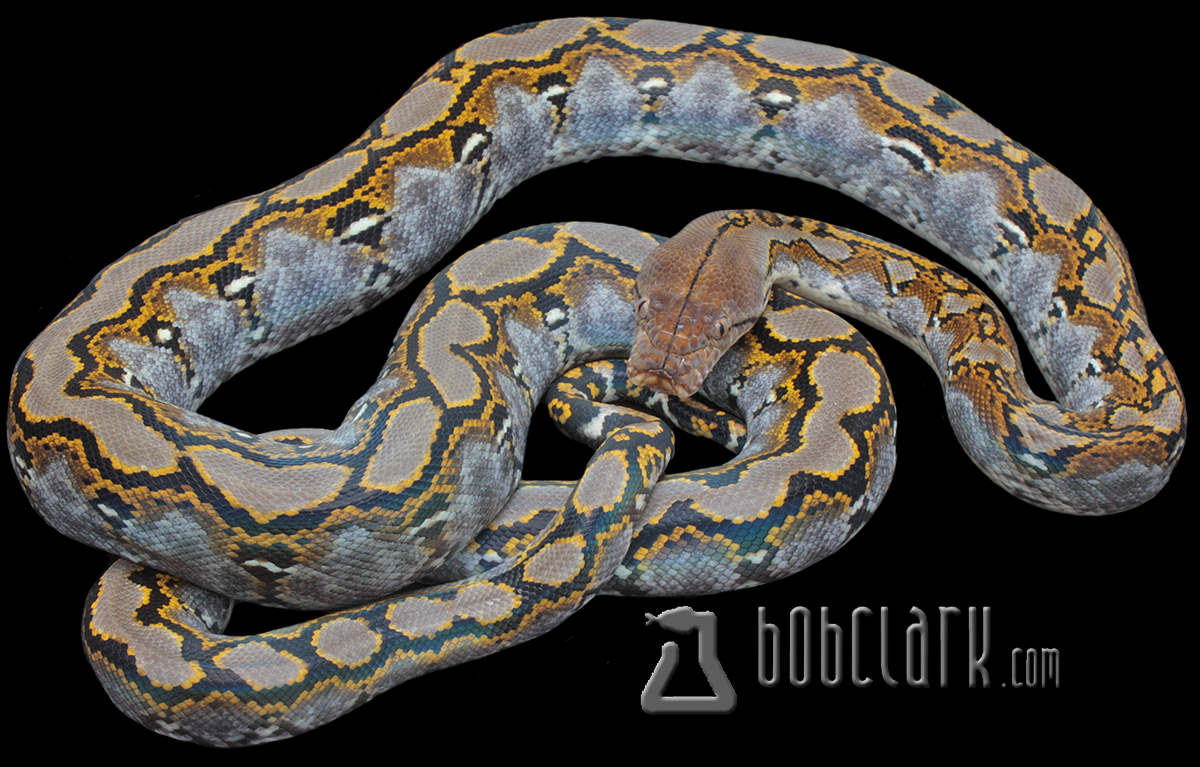 Reticulated python 60"