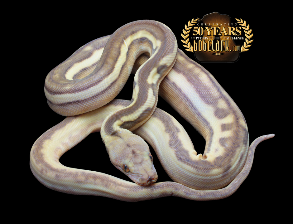 Reticulated Pythons