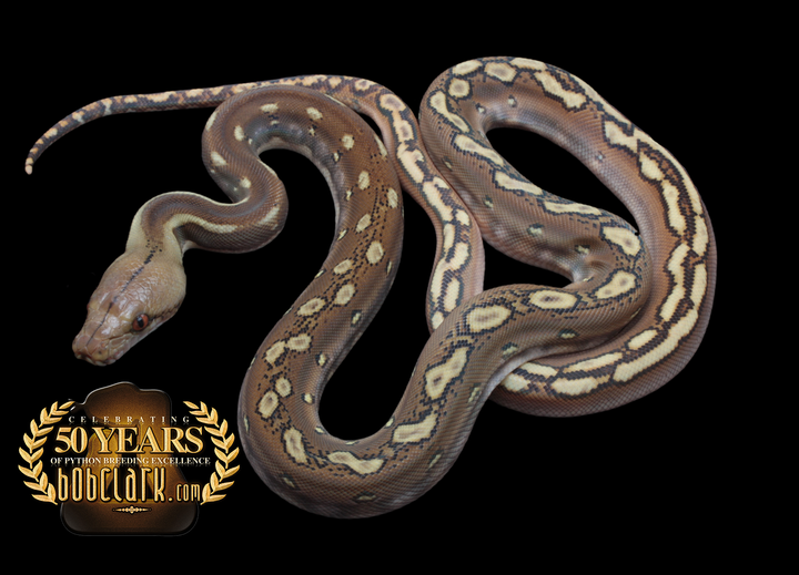 Reticulated Pythons