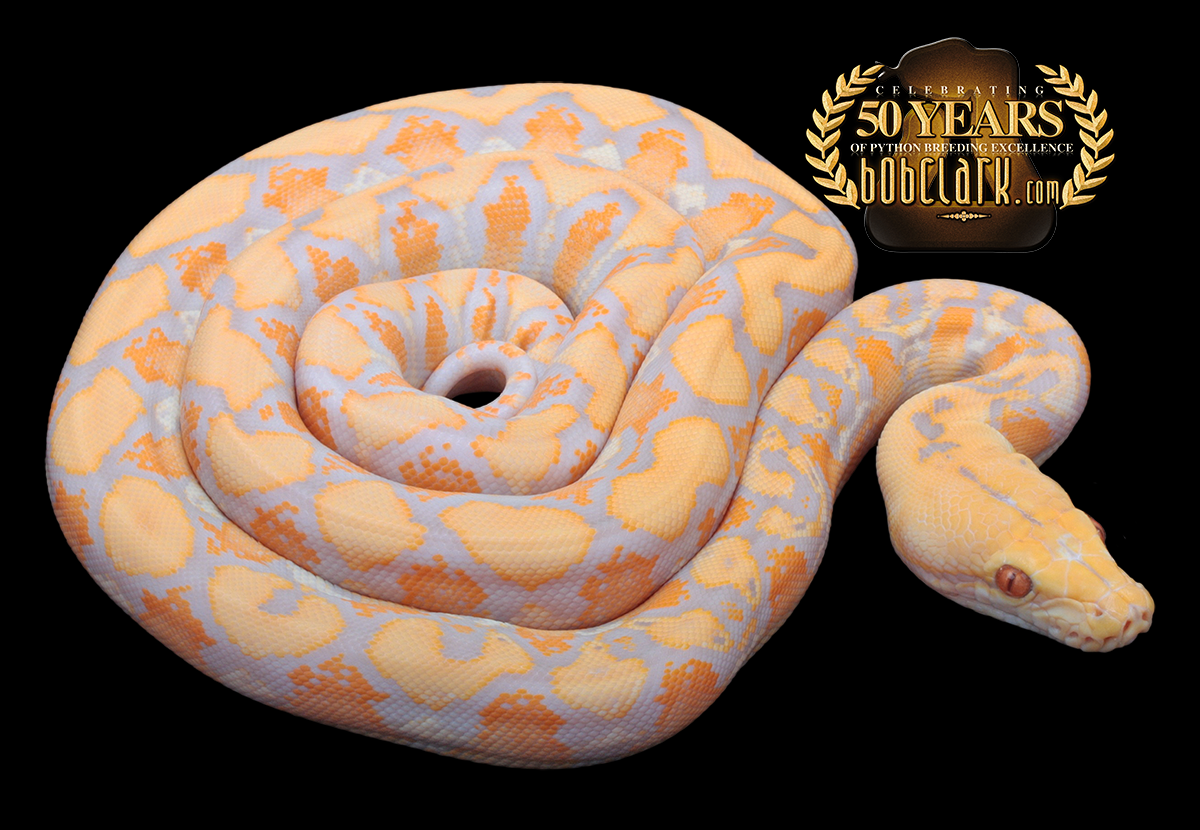 Purple albino