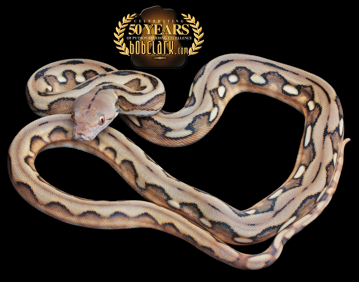 Reticulated Pythons