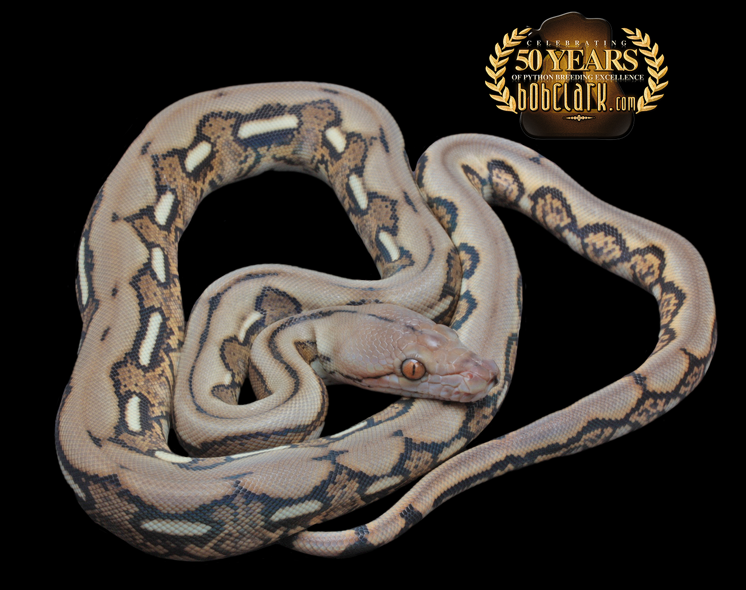 Reticulated Pythons