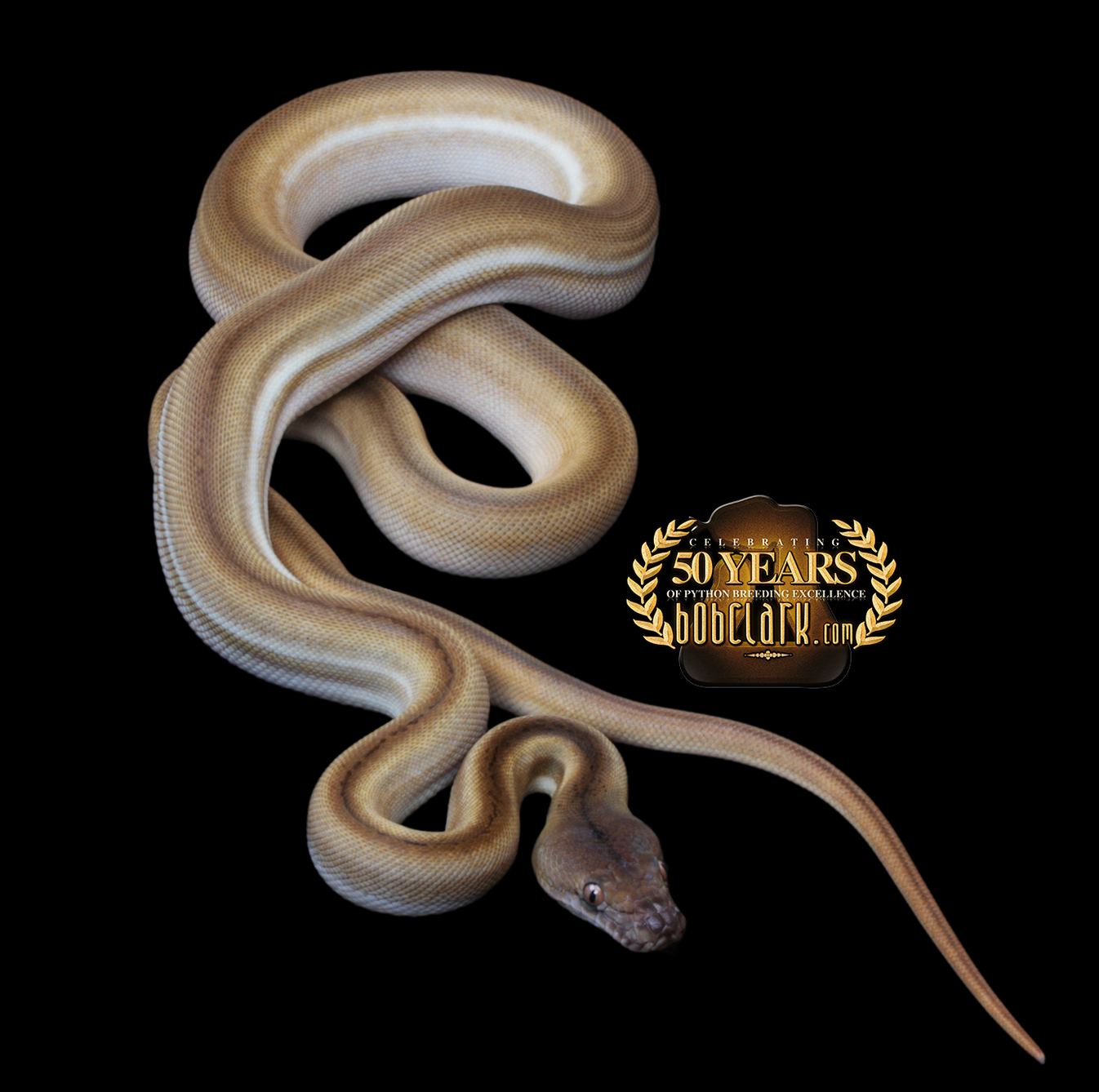 Titanium tiger pos het purple