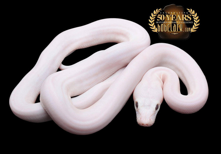 Know About The Bob Clark A Professional Python Breeder